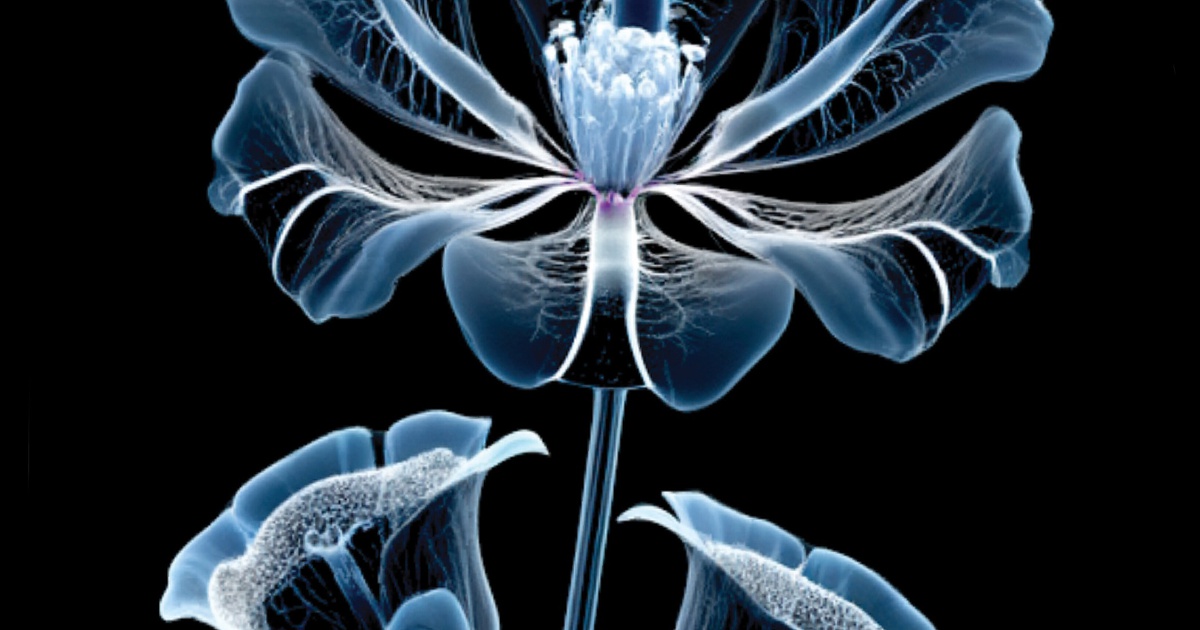 Gabriel Barcia-Colombo - Exhibitions | C24 Gallery